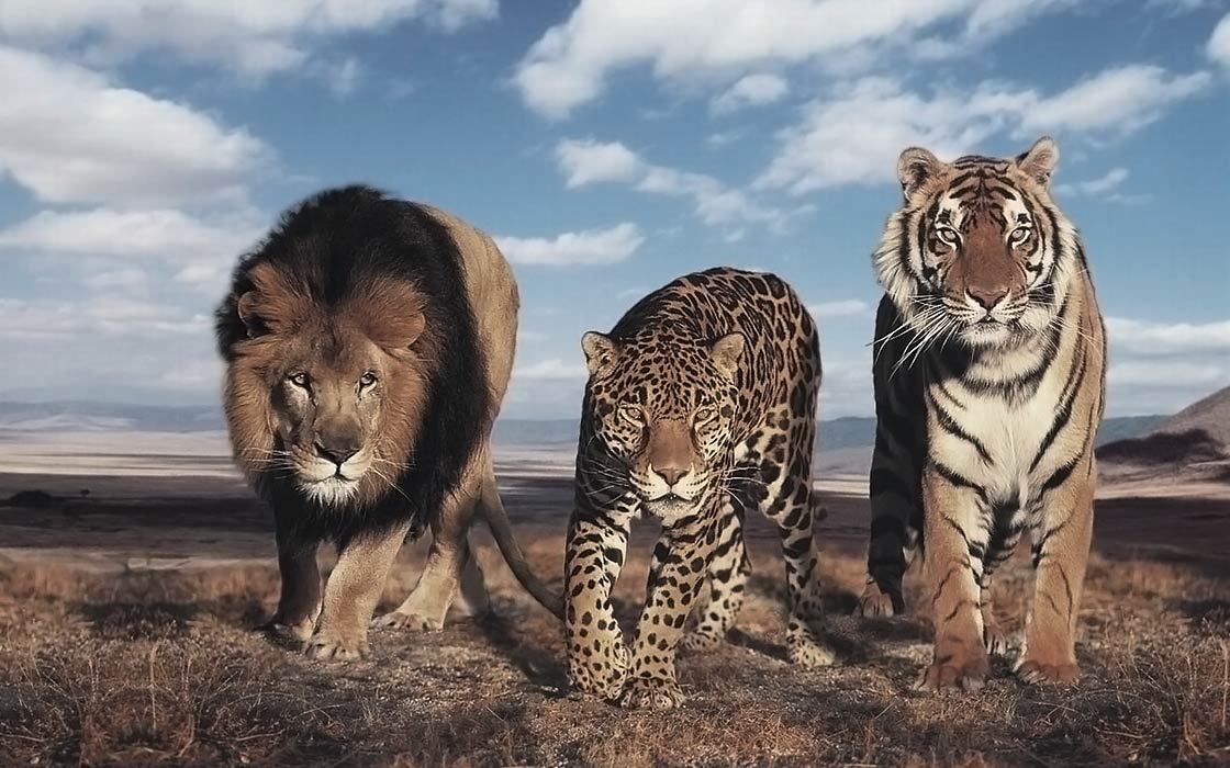 Top 10 Kitties in Cinema – Big Cats Edition | Funk's House of Geekery