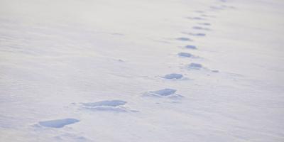 Creepy Mysteries: Vanish in the Snow | Funk's House of Geekery